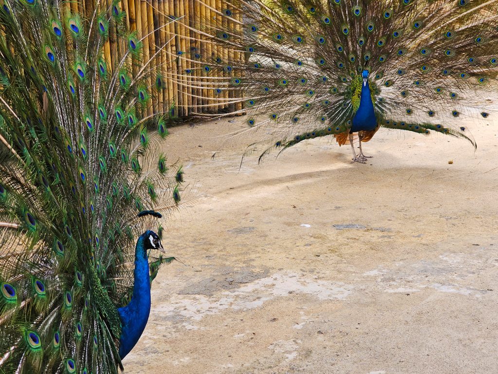 Balik Pulau: The Farm (Lake Cafe Pantai Acheh) - Travel 2 Penang